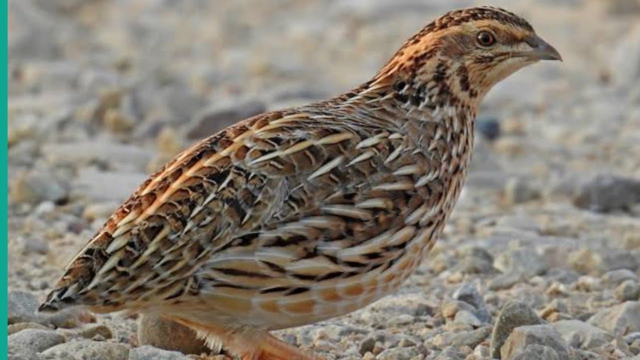 Quail Bird Sound||new quail sound - YouTube