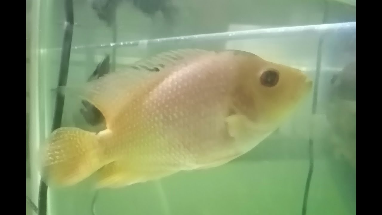 Red Devil Cichlid fish - BOSS of Tank | 2 Months Update (gotten Very ...