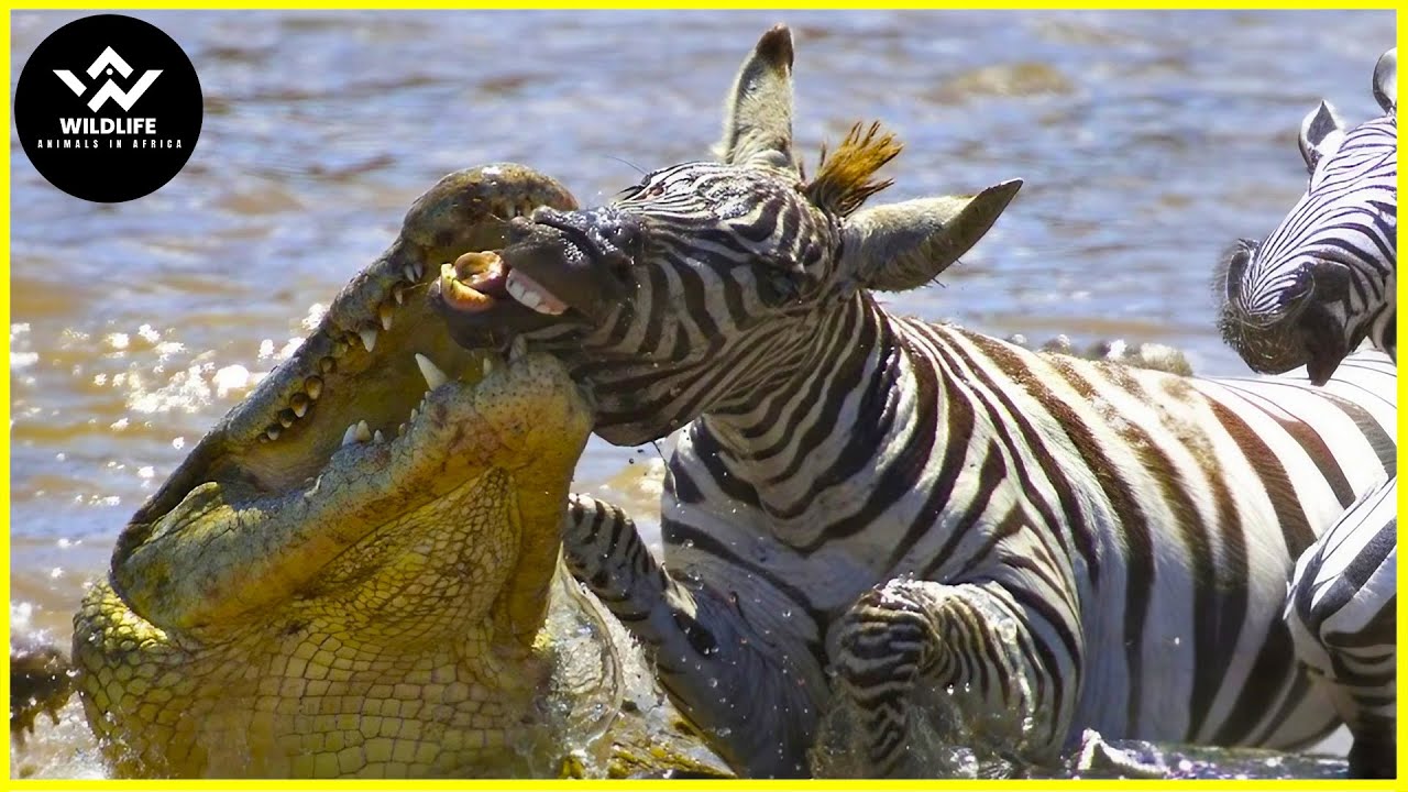 15 Horrifying Moments When CROCODILES Attack Animals That Drink Water ...