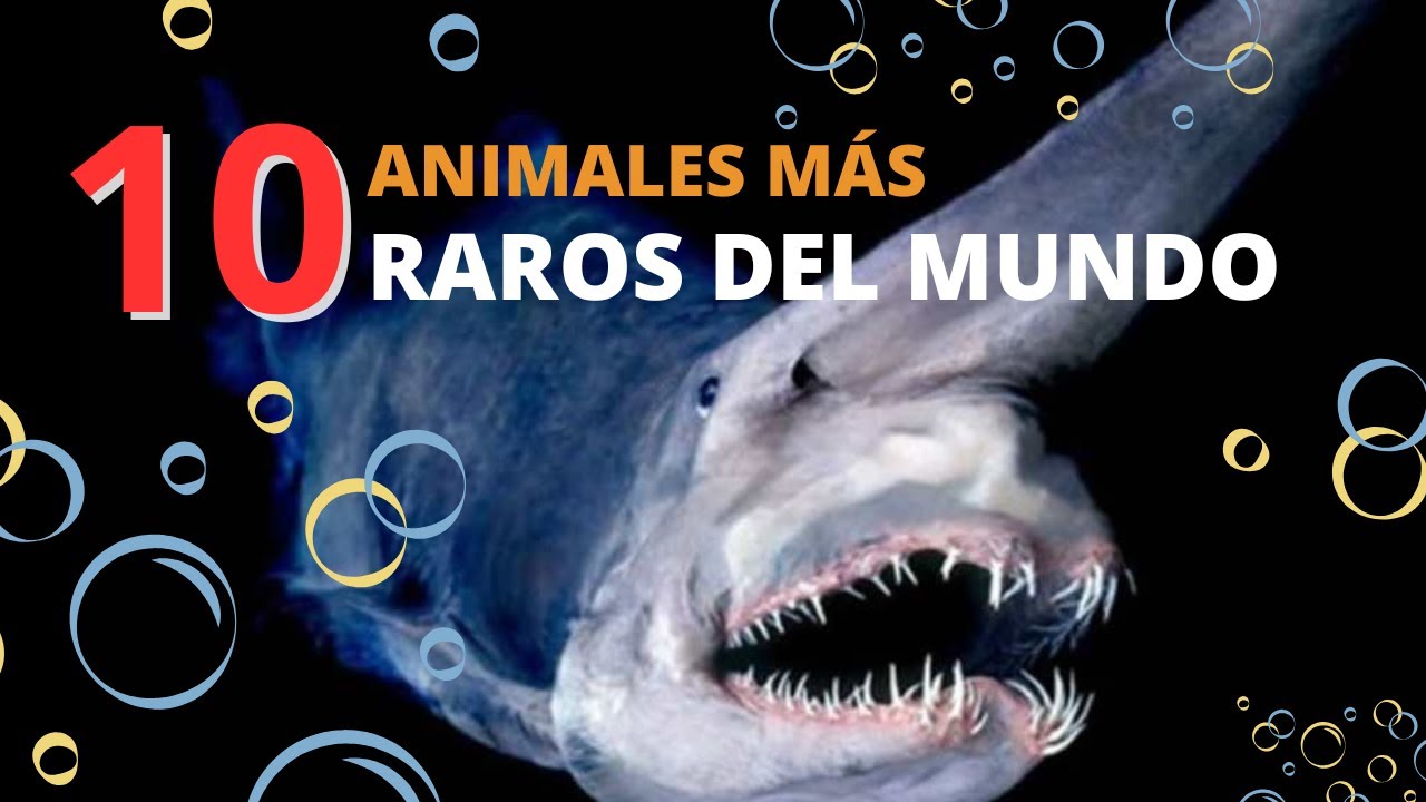 Los 10 Animales Más Raros del Mundo 🦑 | Criaturas Asombrosas que No ...