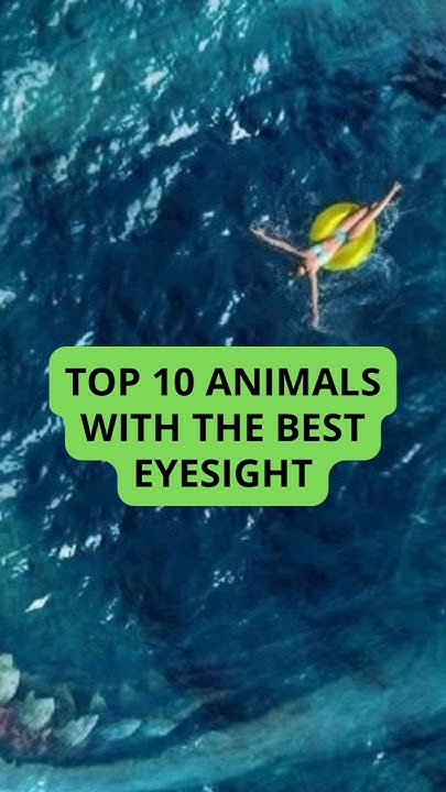 TOP 10 ANIMALS WITH THE BEST EYESIGHT 🔎🌏 - YouTube
