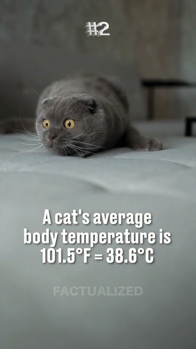 3 random cat facts 🤯 ep2 #shorts #catfacts #cat - YouTube
