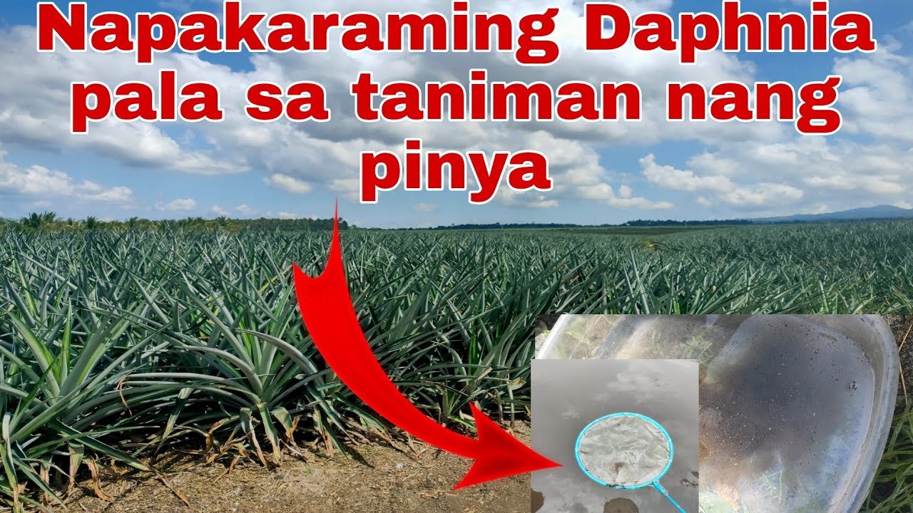 Daphnia sa plantation nang pinya - YouTube