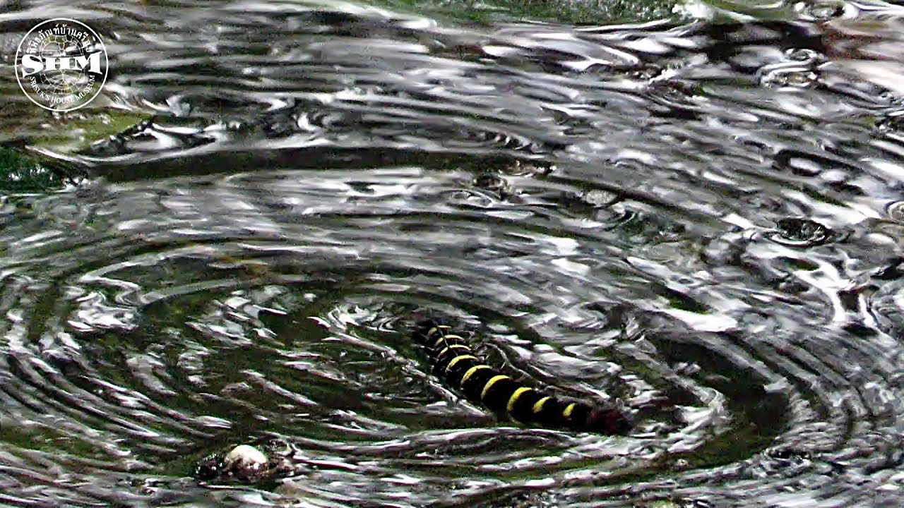 หนอนผีเสื้อว่ายน้ำ (Caterpillar swimming) - YouTube
