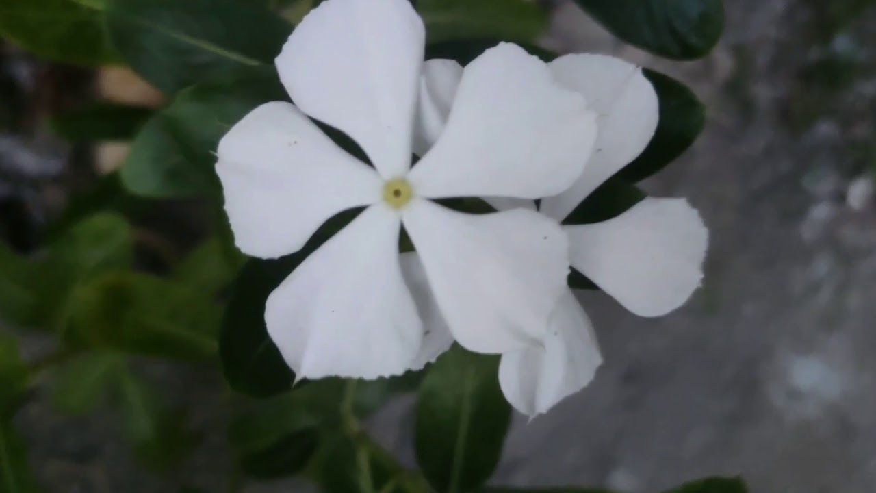 Photography, nature clicks - YouTube