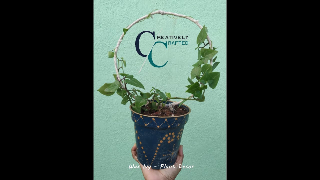 DIY loop for Wax Ivy - simple & beautiful Plant Decor & caring tips ...