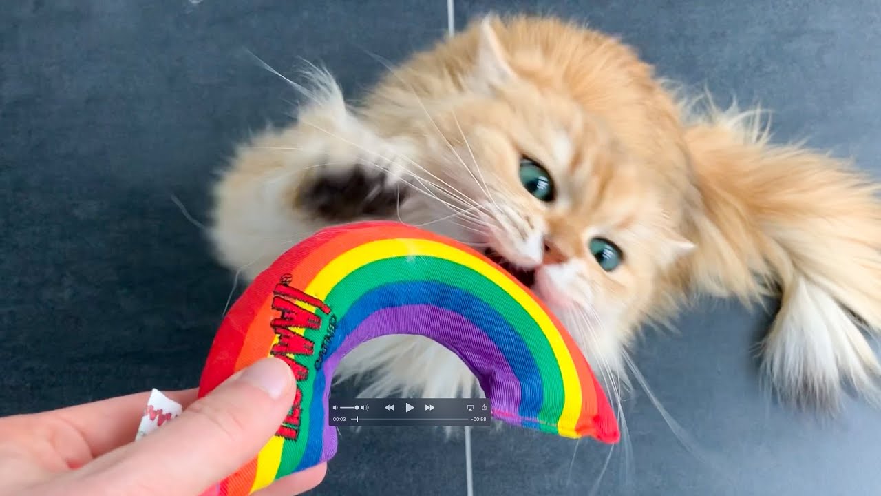 CATS ATTACK RAINBOW - YouTube