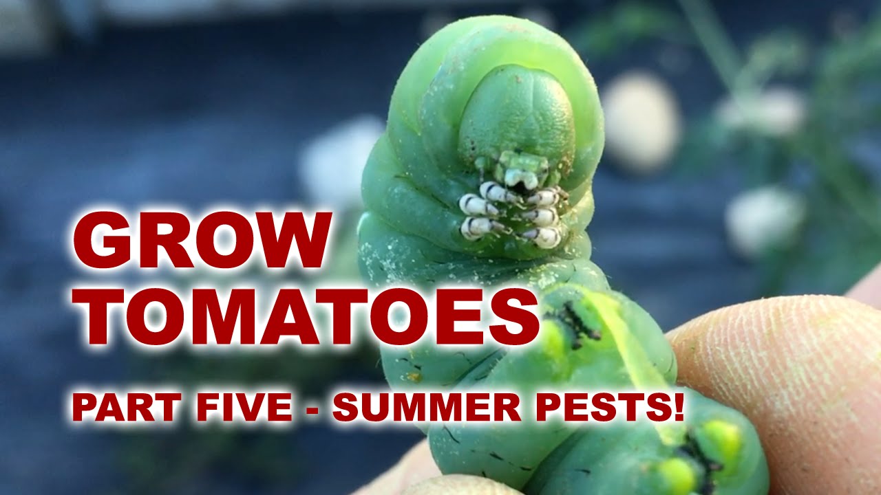 5 - Grow Tomatoes - 'Organic' Hornworm Control - YouTube