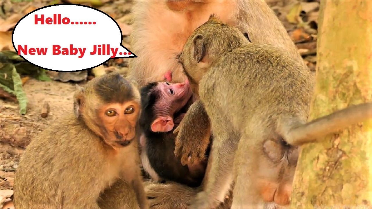 Monkey Jilla Looks By Curious about New Born sister Jilly, Now Jill has ...