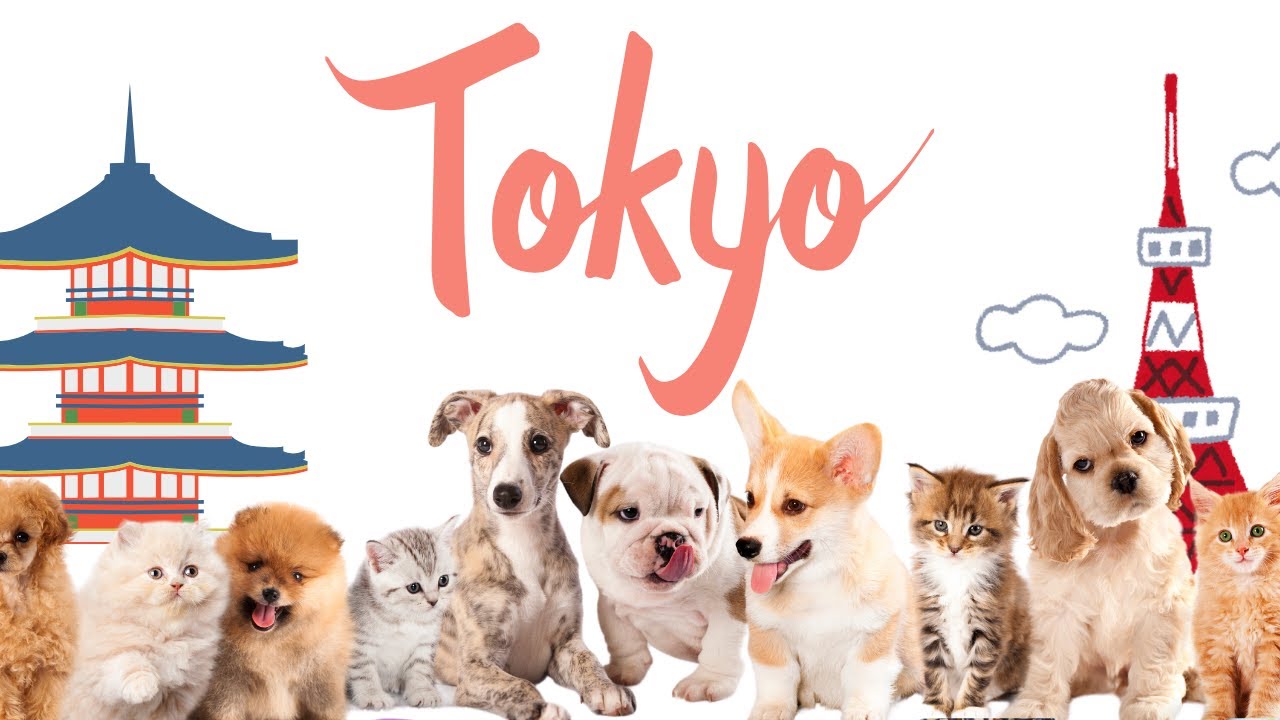 Tour A Pet Shop in Tokyo - YouTube