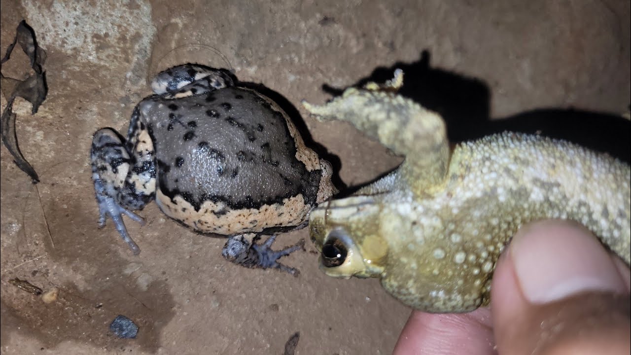 Toad sounds at night - YouTube