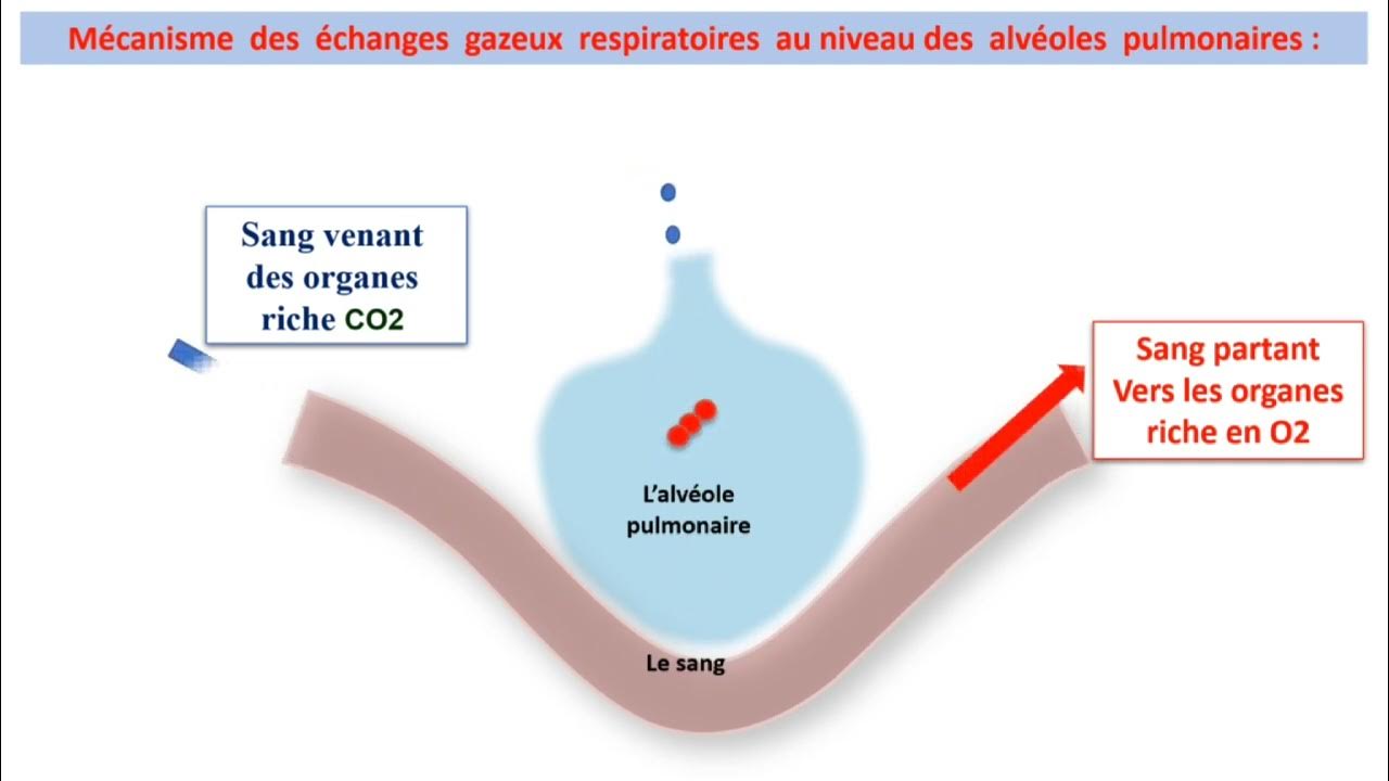 Les échanges gazeux respiratoires chez l'Homme 3 APIC partie1 - YouTube