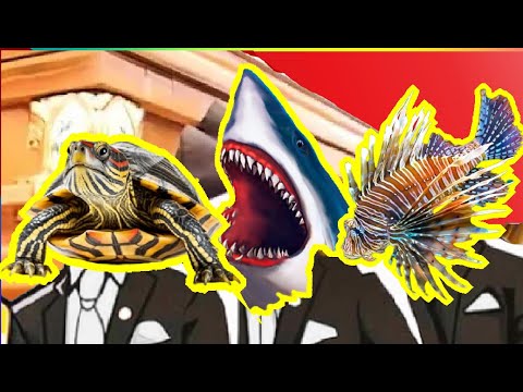 Turtle Vs Shark Vs Lion Fish - Coffin Dance Meme Cover - YouTube
