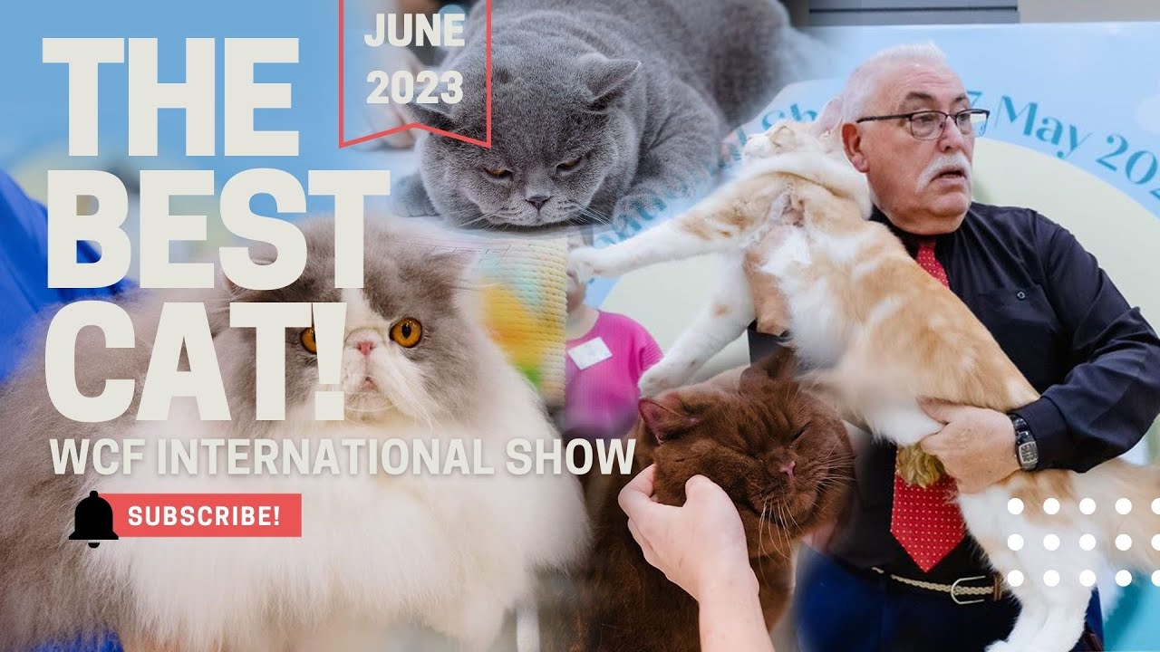 WCF INTERNATIONAL CAT SHOW | JUNE 2023 - YouTube