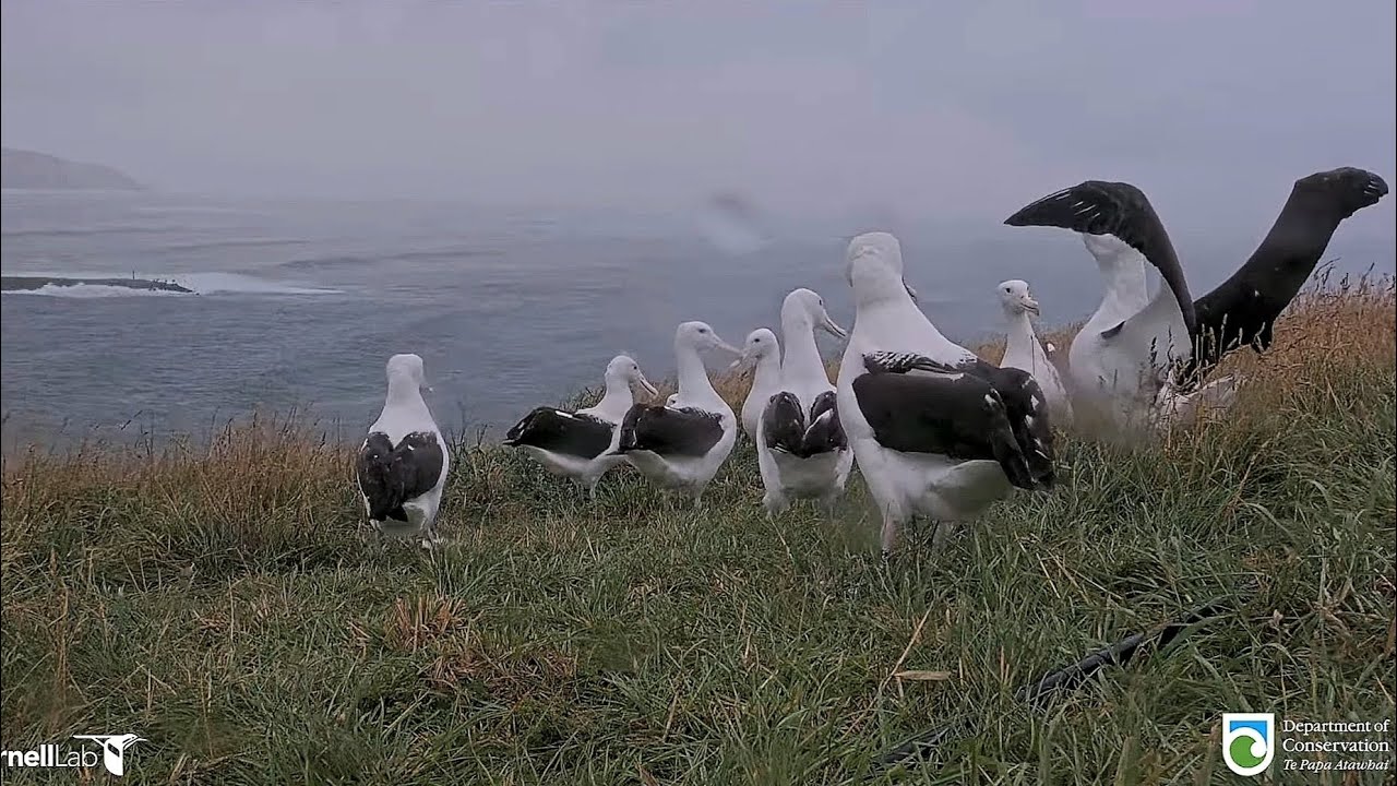 Royal Albatross - Great gathering of teenagers at Plateau with special ...