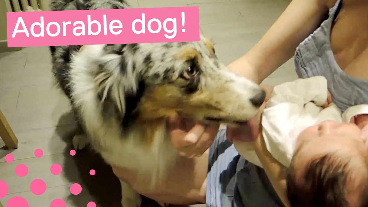 CUTE DOG GREETS NEWBORN BABY FOR FIRST TIME - YouTube