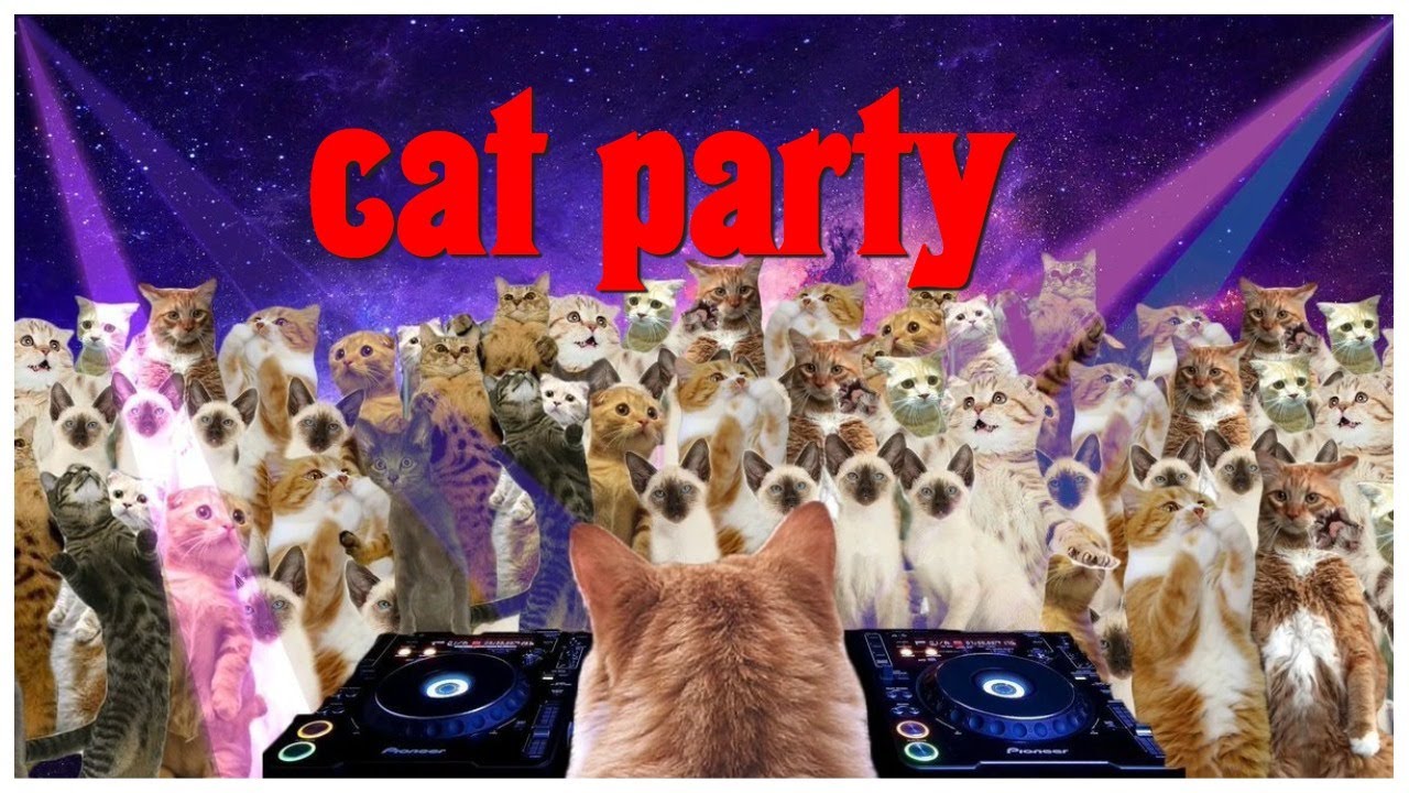 CUTE CATS/cat party/top songs/just dance/meow/cat meowing sound - YouTube
