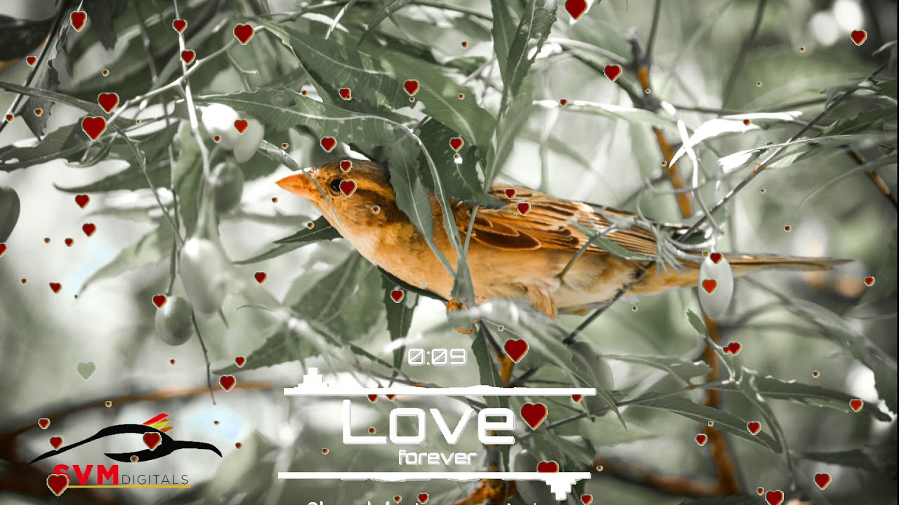 Save Birds - YouTube