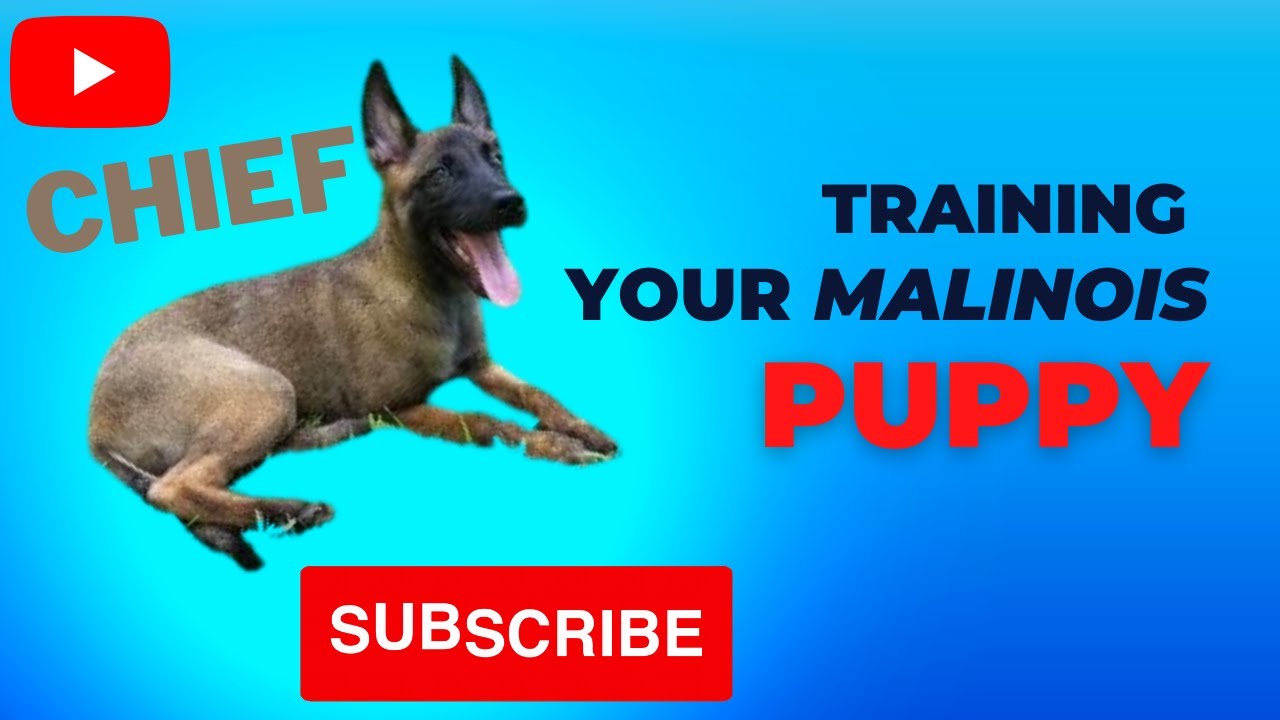 Training your MALINOIS puppy - YouTube
