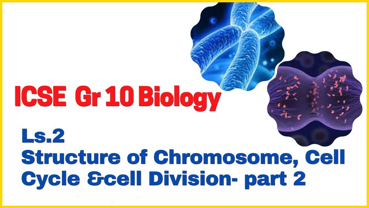 ICSE Gr 10 Ls. 2 Structure of Chromosomes, Cell cycle & Cell division ...