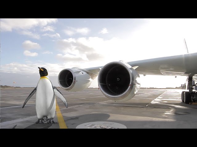 Penguin Flying A Plane