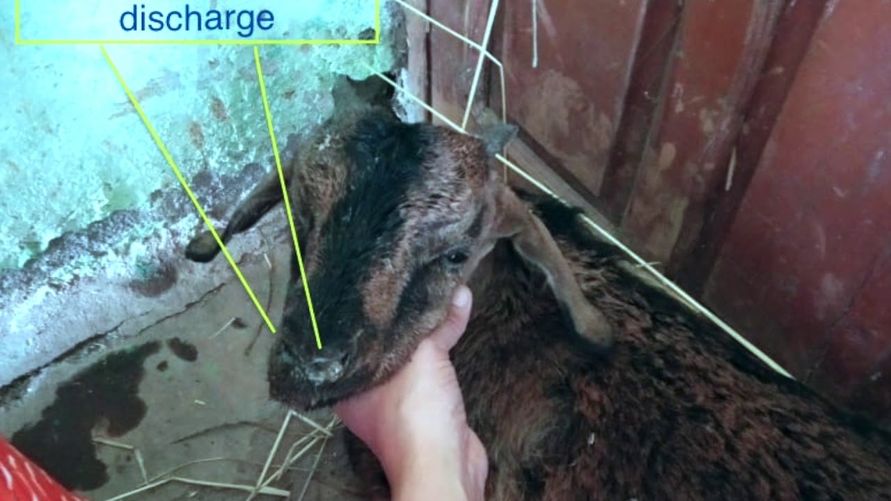 Contagious caprine pleuropneumonia IN GOAT by Dr.IMRAN ALI - YouTube