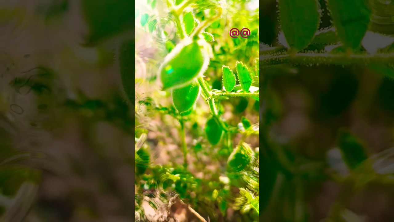 #bollywood #song @#chame ke khet me#hindisong - YouTube