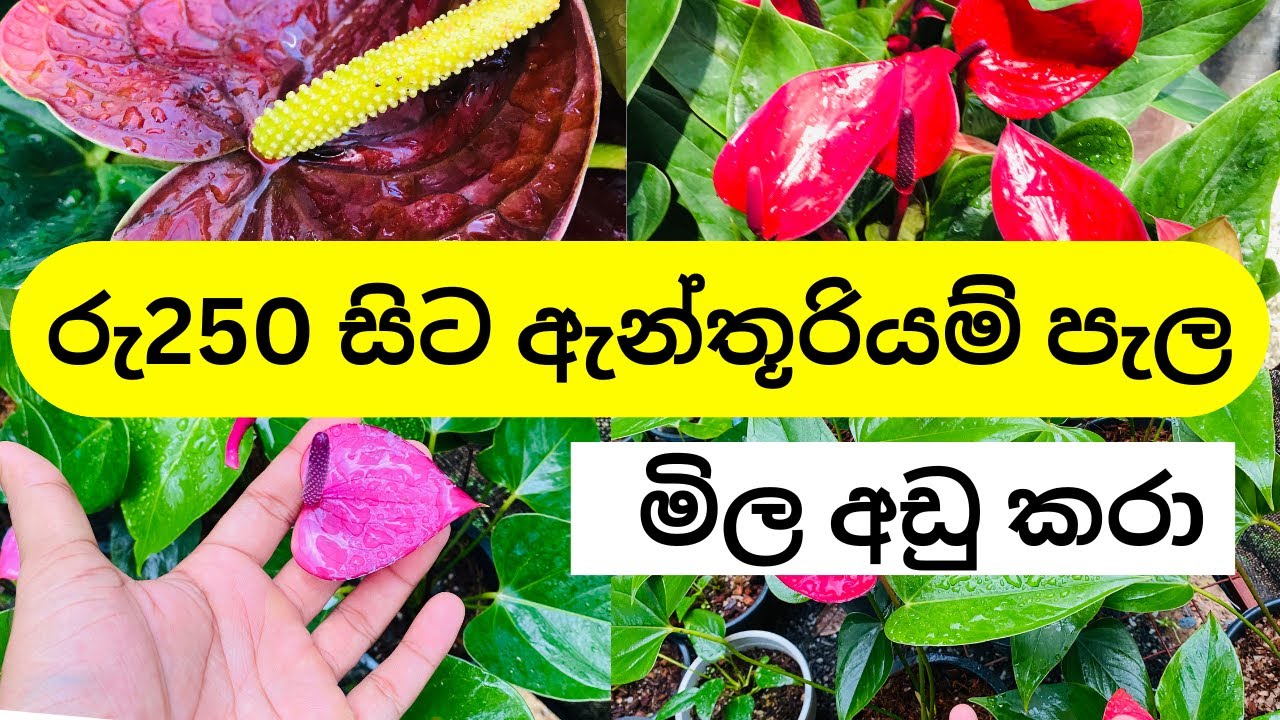 🇱🇰ඇන්තූරියම් පැල රුපියල් 250 සිට Anthurium Plants In Sri Lanka 2023