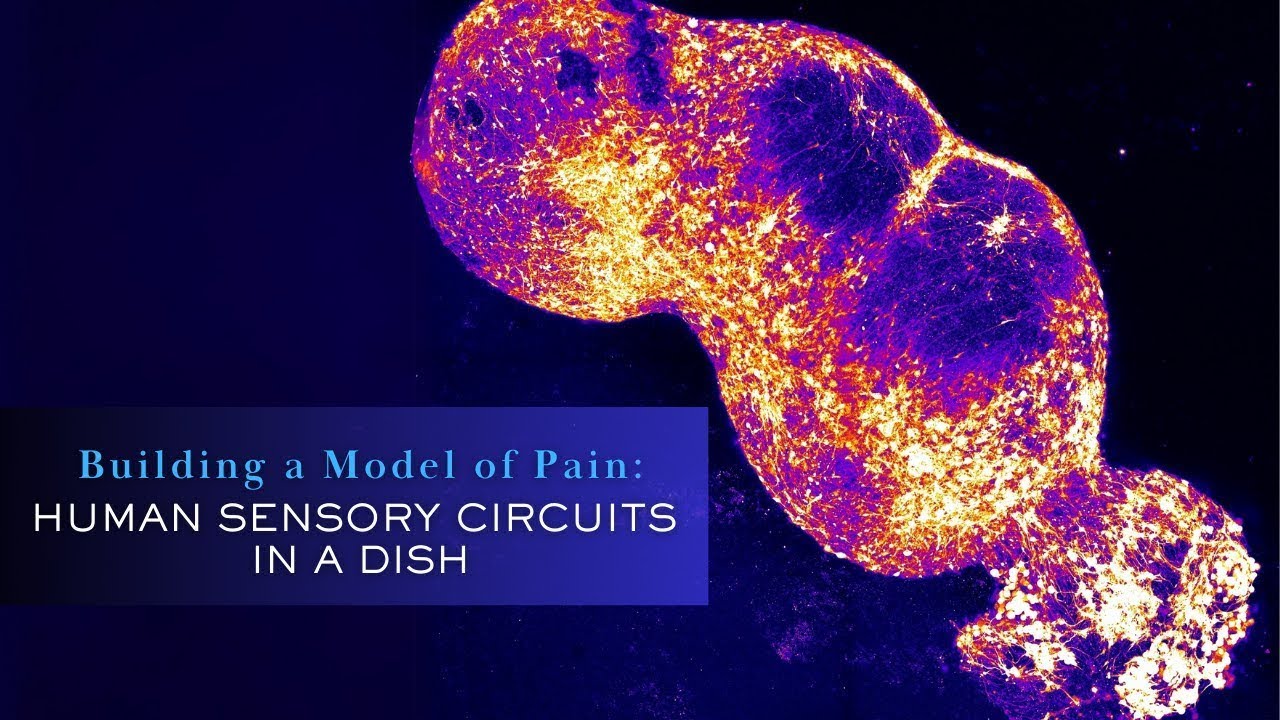 Building a Model of Pain: Human Sensory Circuits in a Dish - YouTube