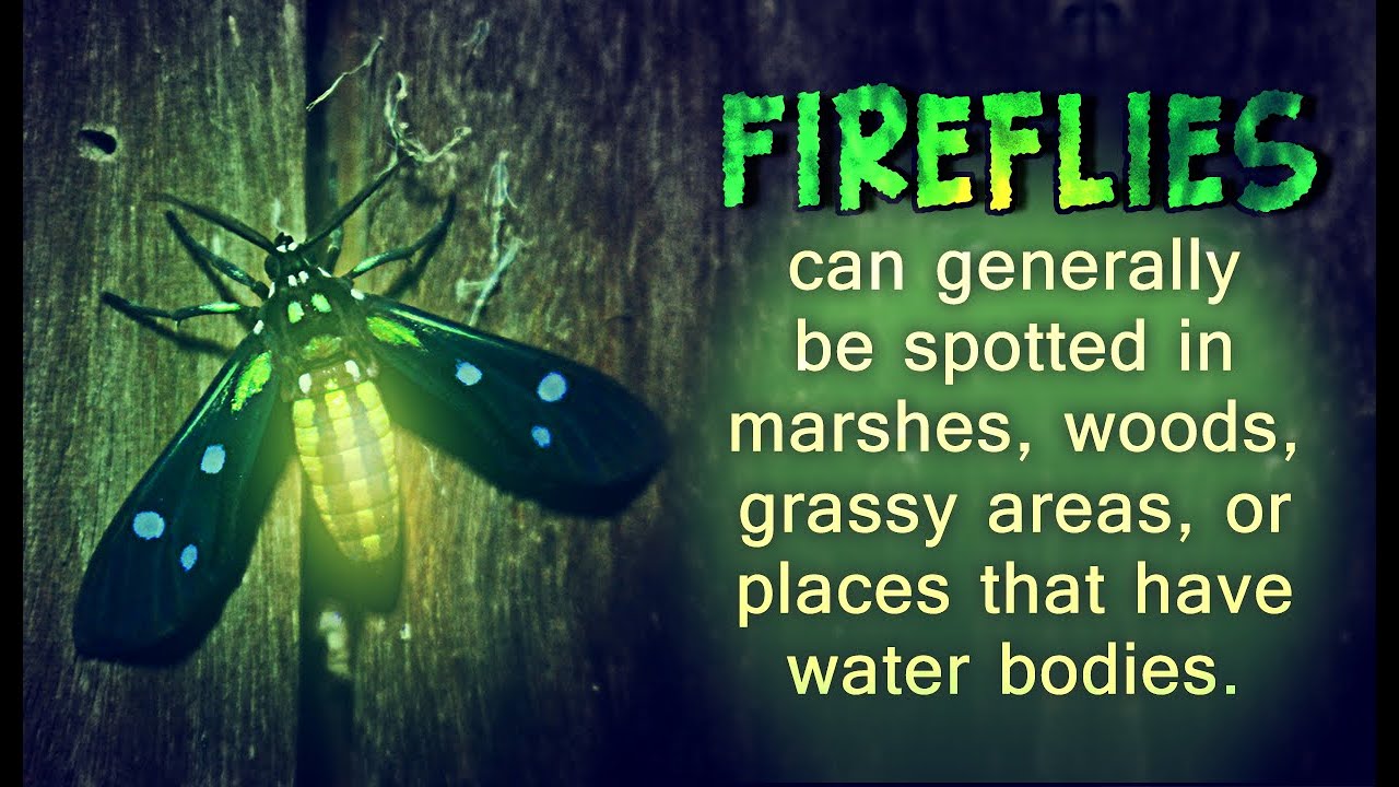 What Do Fireflies Eat - YouTube