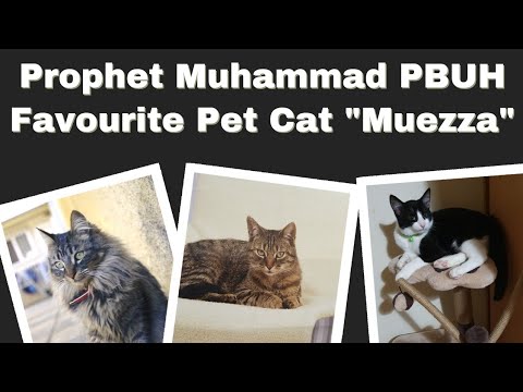 PROPHET MUHAMMAD AND HIS FAVOURITE CAT MUEZZA - YouTube