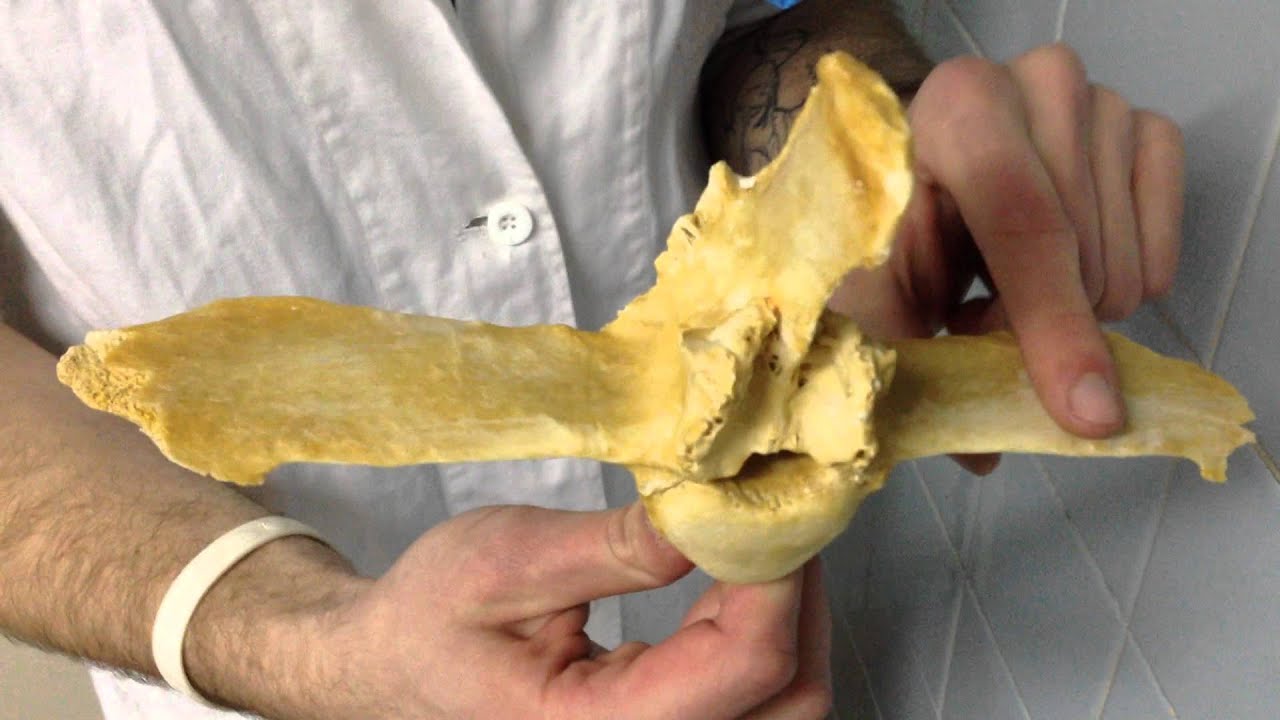 Bedrové stavce - YouTube