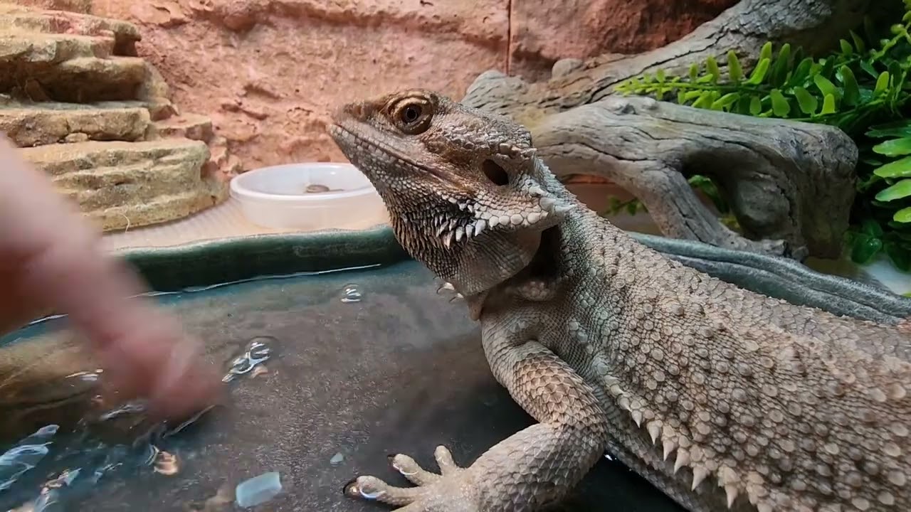 Wanna hear a Dragon Burp?? - YouTube
