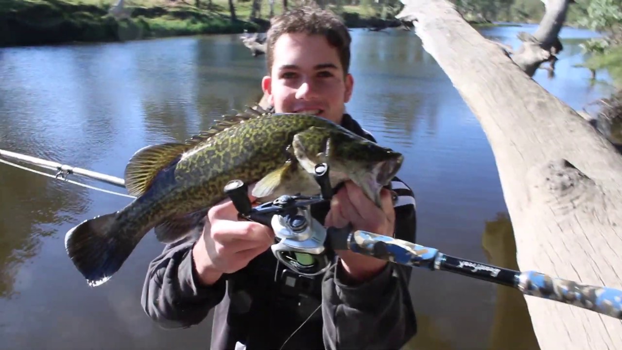 Murray Cod Fishing Crystal Clear Water - codaddiction ep2 - YouTube