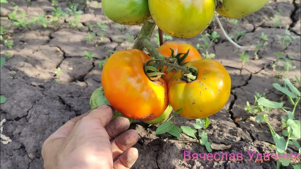 Томат Апельсин!!! - YouTube