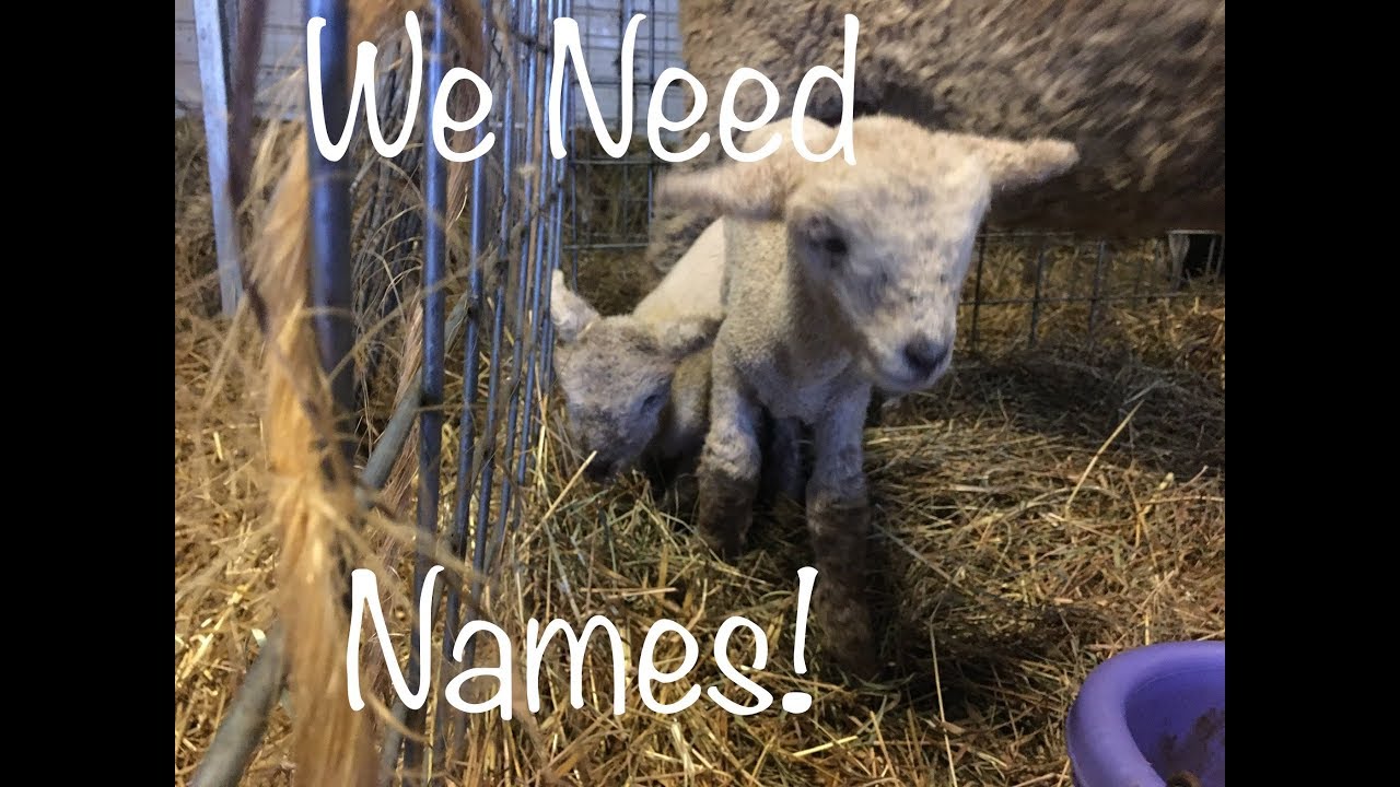 Help Us Name These Babies YouTube help-us-name-these-babies-youtube