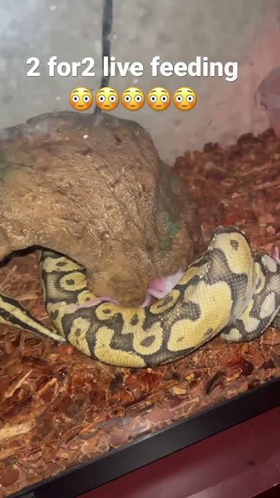 SHOCKING video of 2 pythons killing their prey at the same time #shorts ...