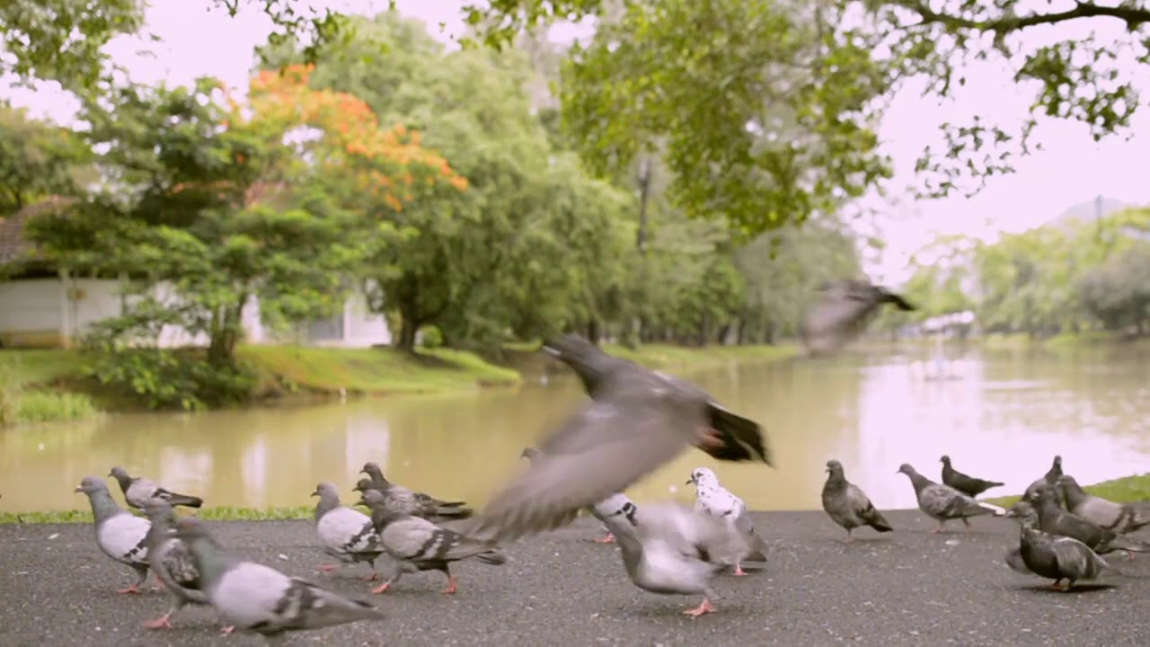 Natural pigeons chirping, pigeon sounds, pigeon sound effect, pigeons ...