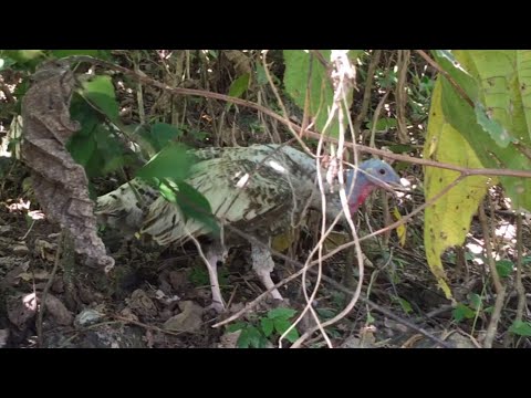 Turkey Hen Sound Call