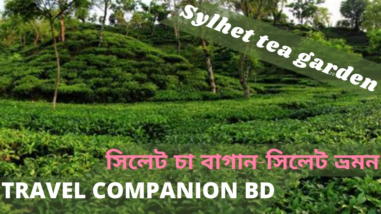 Sylhet tea garden -Visit Sylhet - / সিলেট চা বাগান-সিলেট ভ্রমন , সিলেট ...