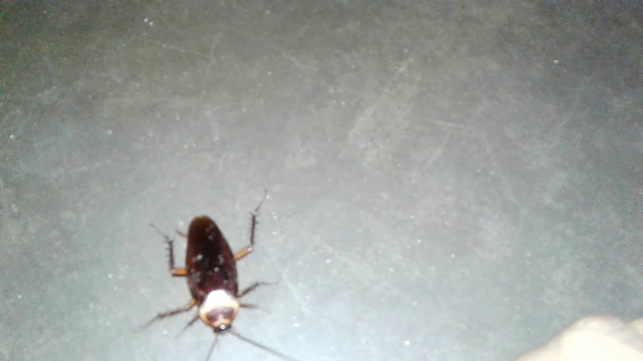 My friend cockroach - YouTube