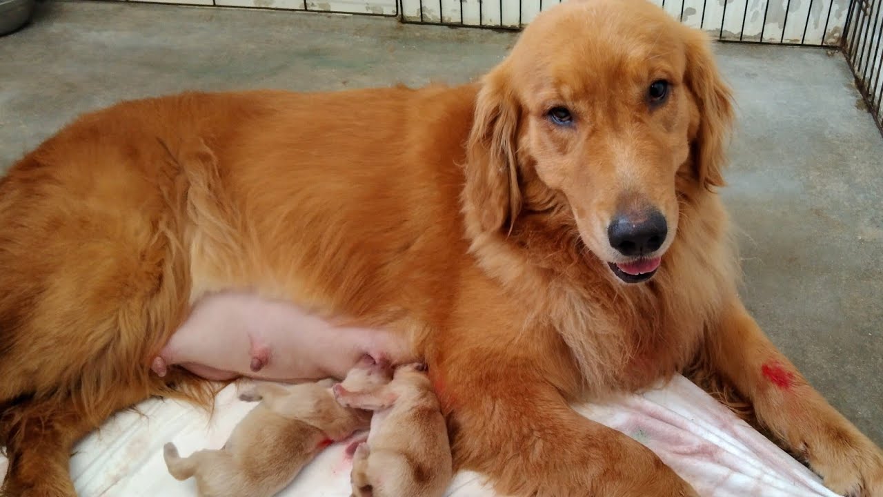 Golden Retriever giving Birth to Puppies live - YouTube
