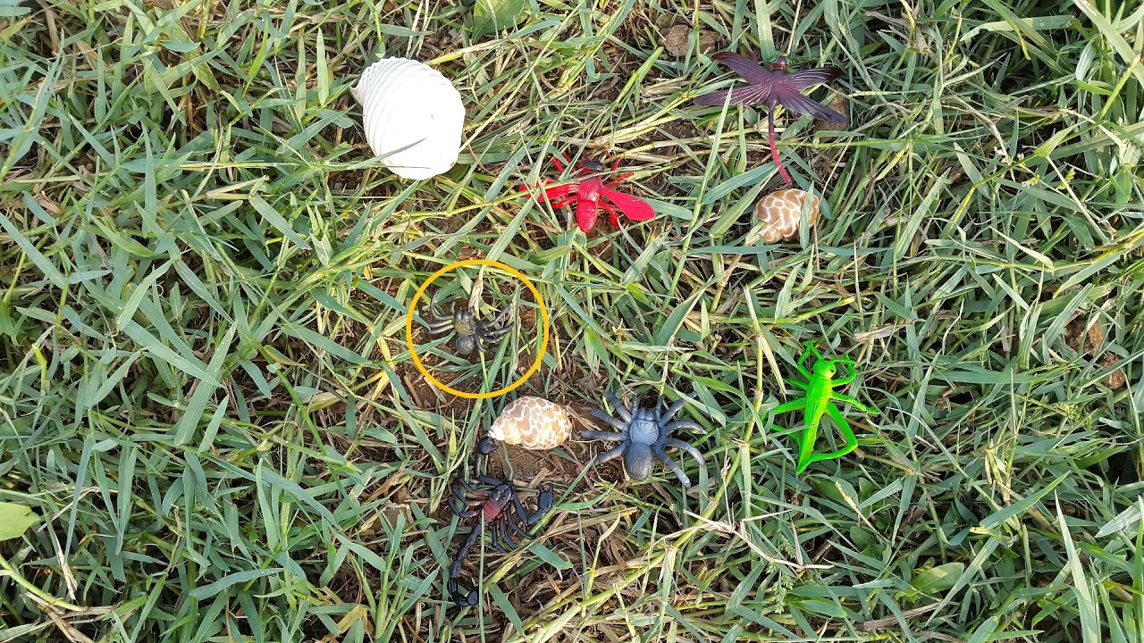 menemukan keong macan, siput albino, belalang - YouTube