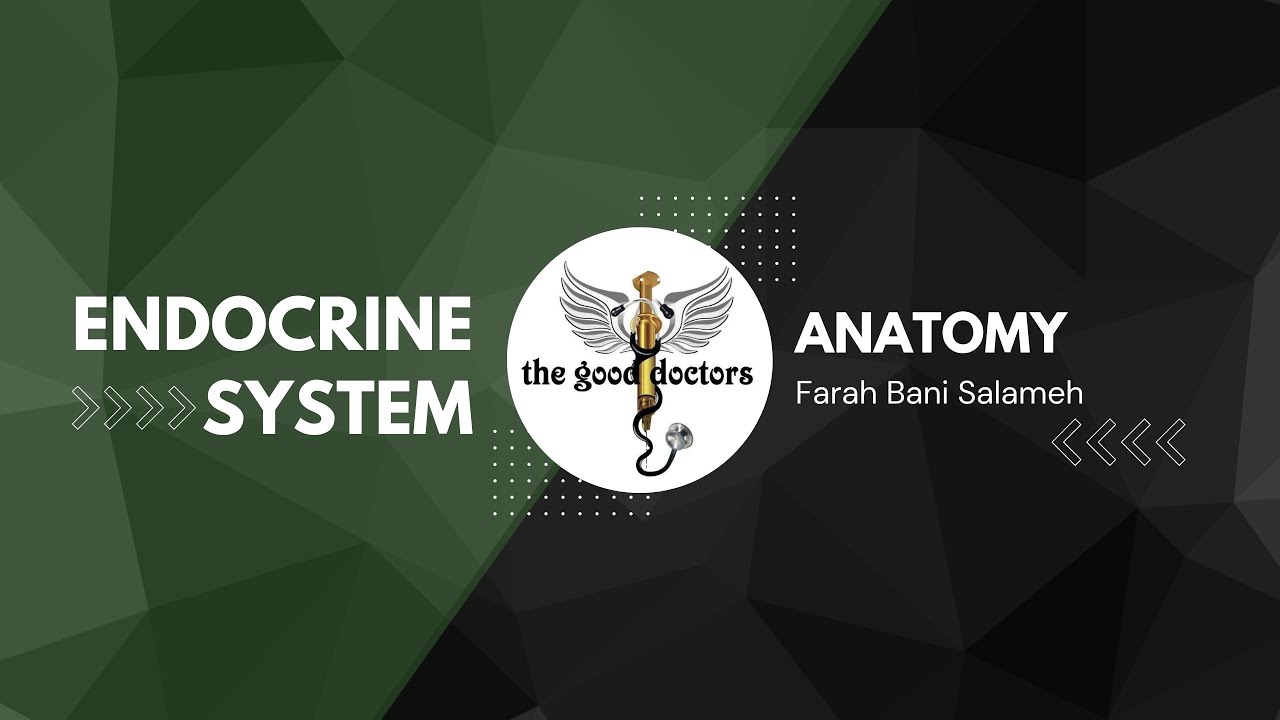Lecture 1 - morphology of endocrine gland : Anatomy (Endo) - YouTube