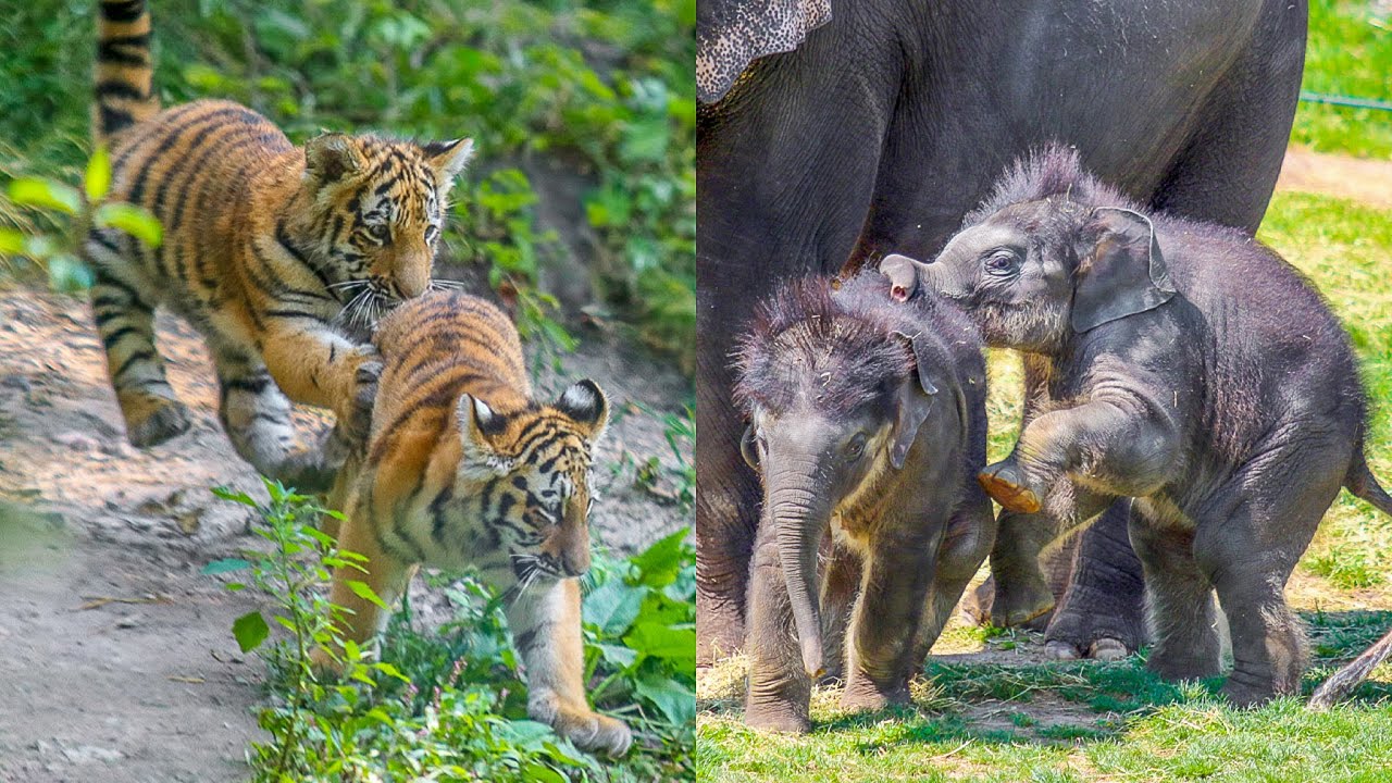 Have Double The Fun at the Zoo! - YouTube