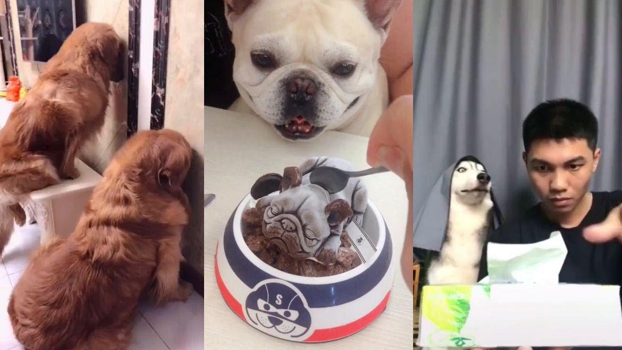 Funny, Smart And Cute Dogs Video!.. Try Not To Laugh #43 - YouTube