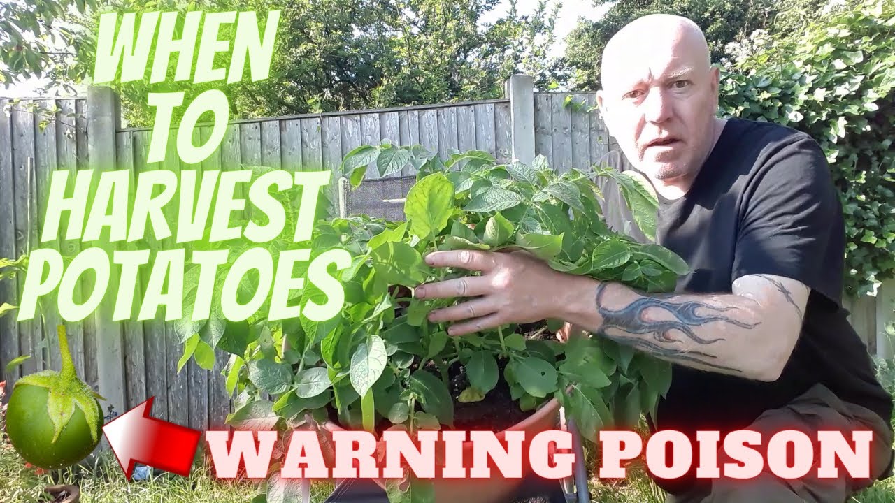 When To Harvest Potatoes Plus POISON WARNING [Gardening Allotment UK ...
