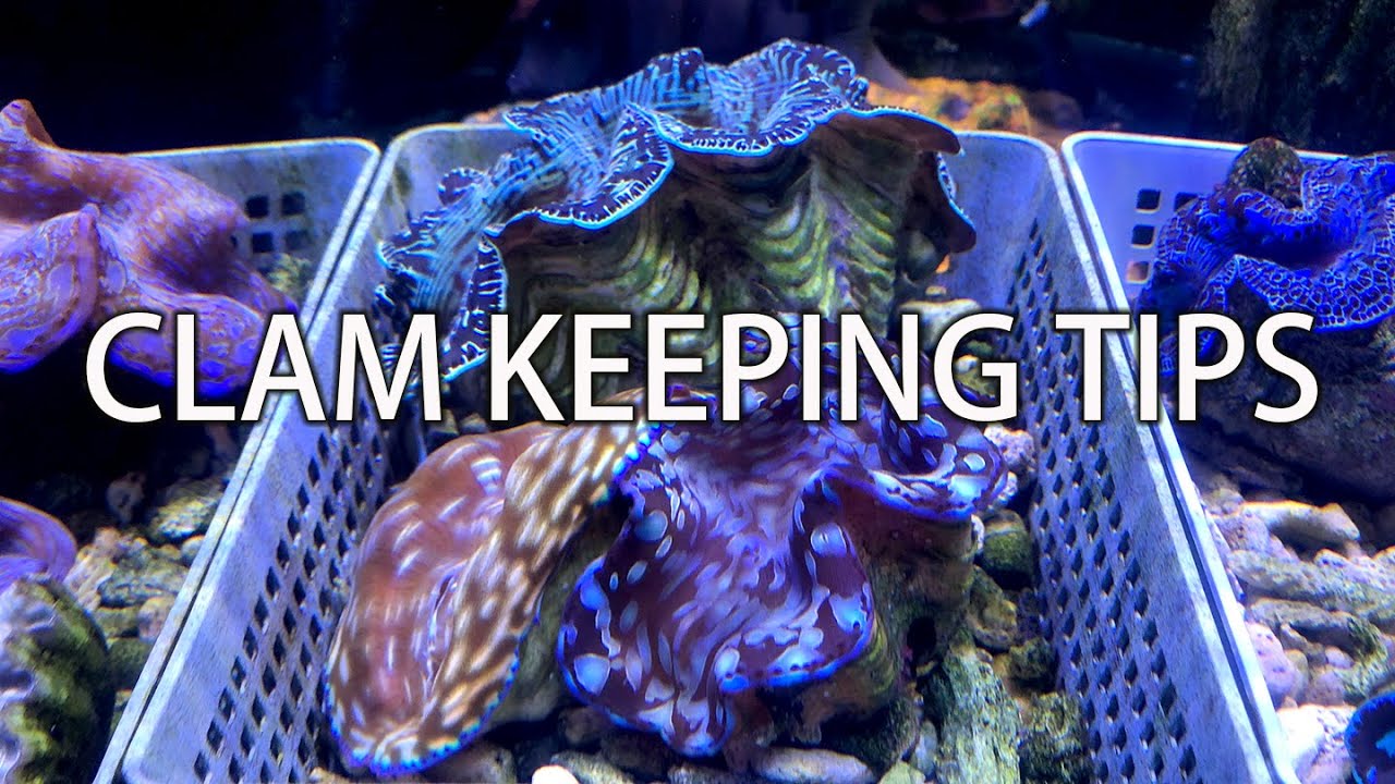 My Clam Keeping Learnings - YouTube