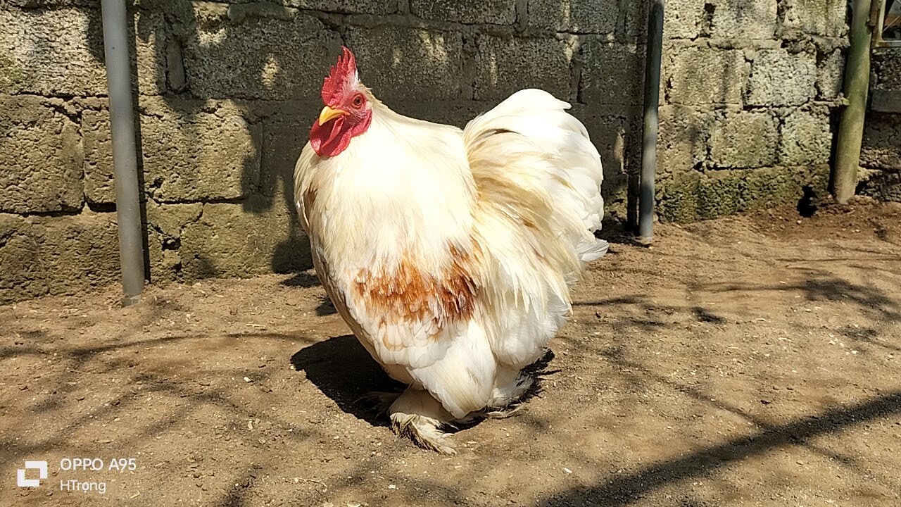 Mini cochin trắng cánh cam. Gà cảnh - YouTube