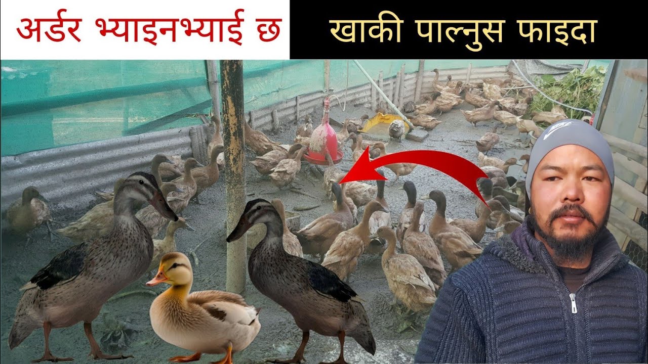 चल्ला र अन्डा को अर्डर भ्याइनभ्याइ - Duck farming/rearing in Nepal ...